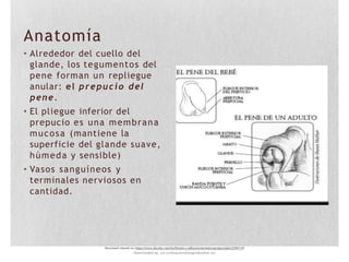 docsity-fimosis-y-adherencias-balonoprepuciales.pptx
