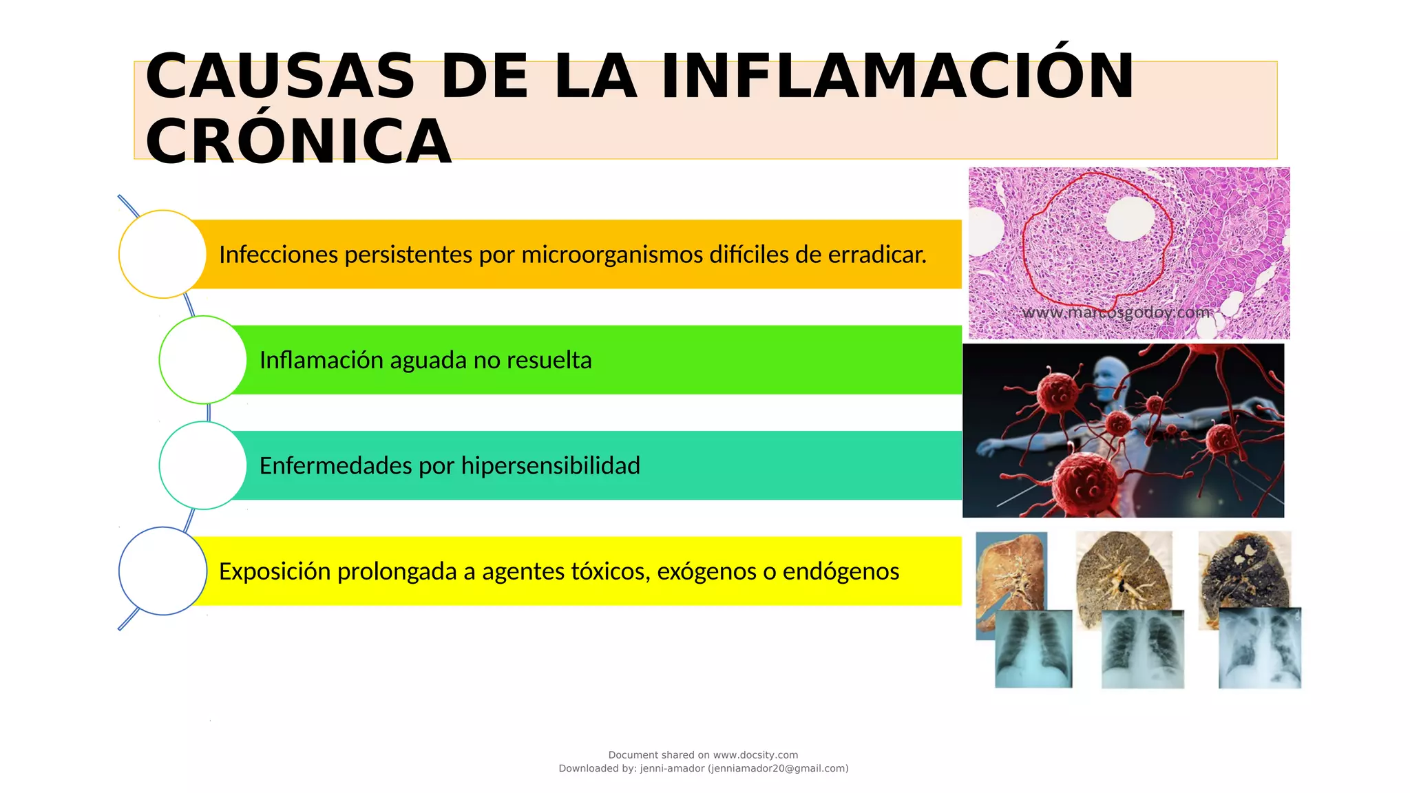 docsity-inflamacion-cronica-caracteriastica.pdf