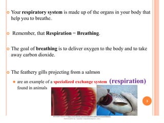 docsity-respiratory-system-of-animal.pptx