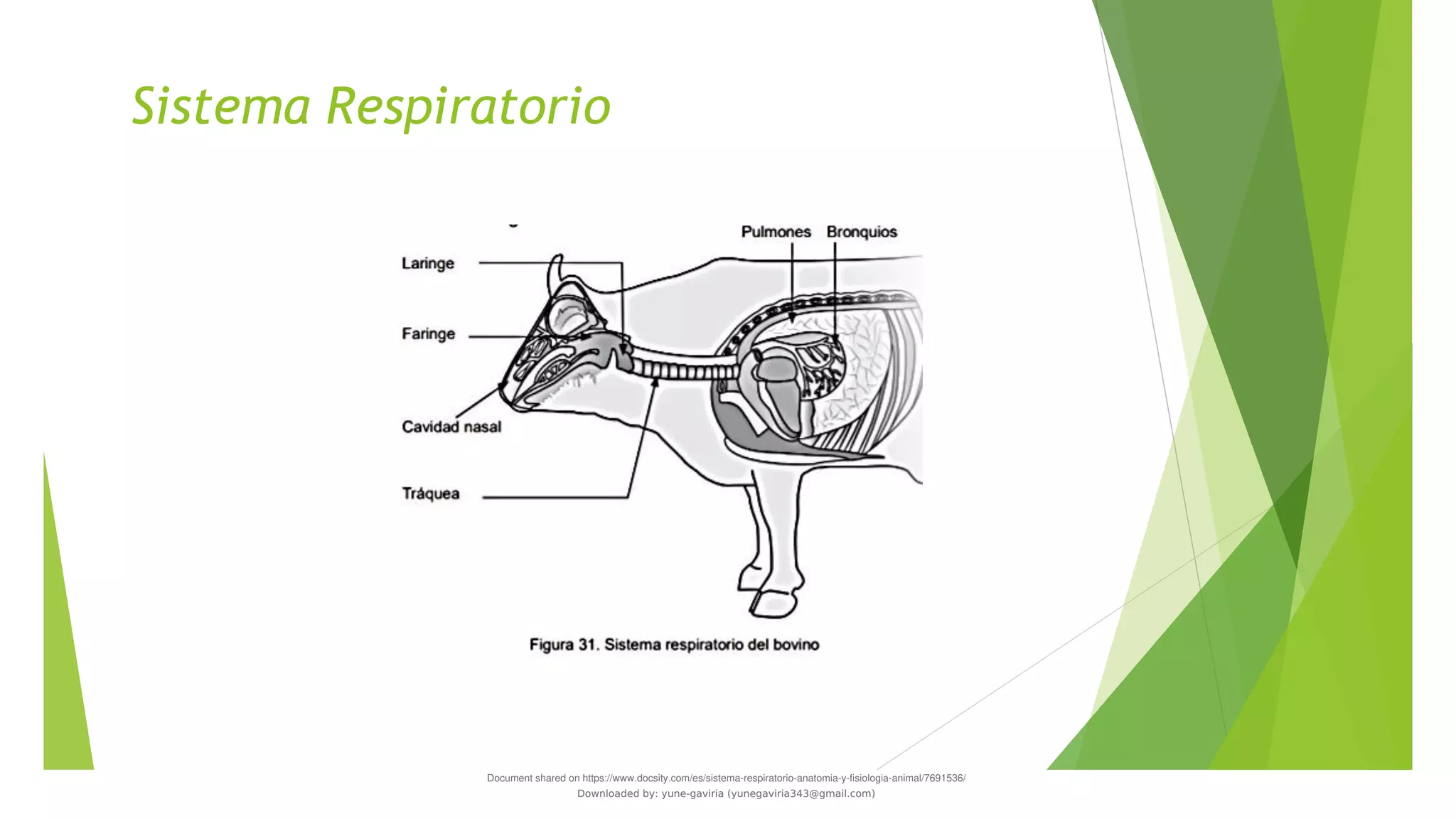 sistema-respiratorio-anatomia-y-fisiologia-animal.pdf
