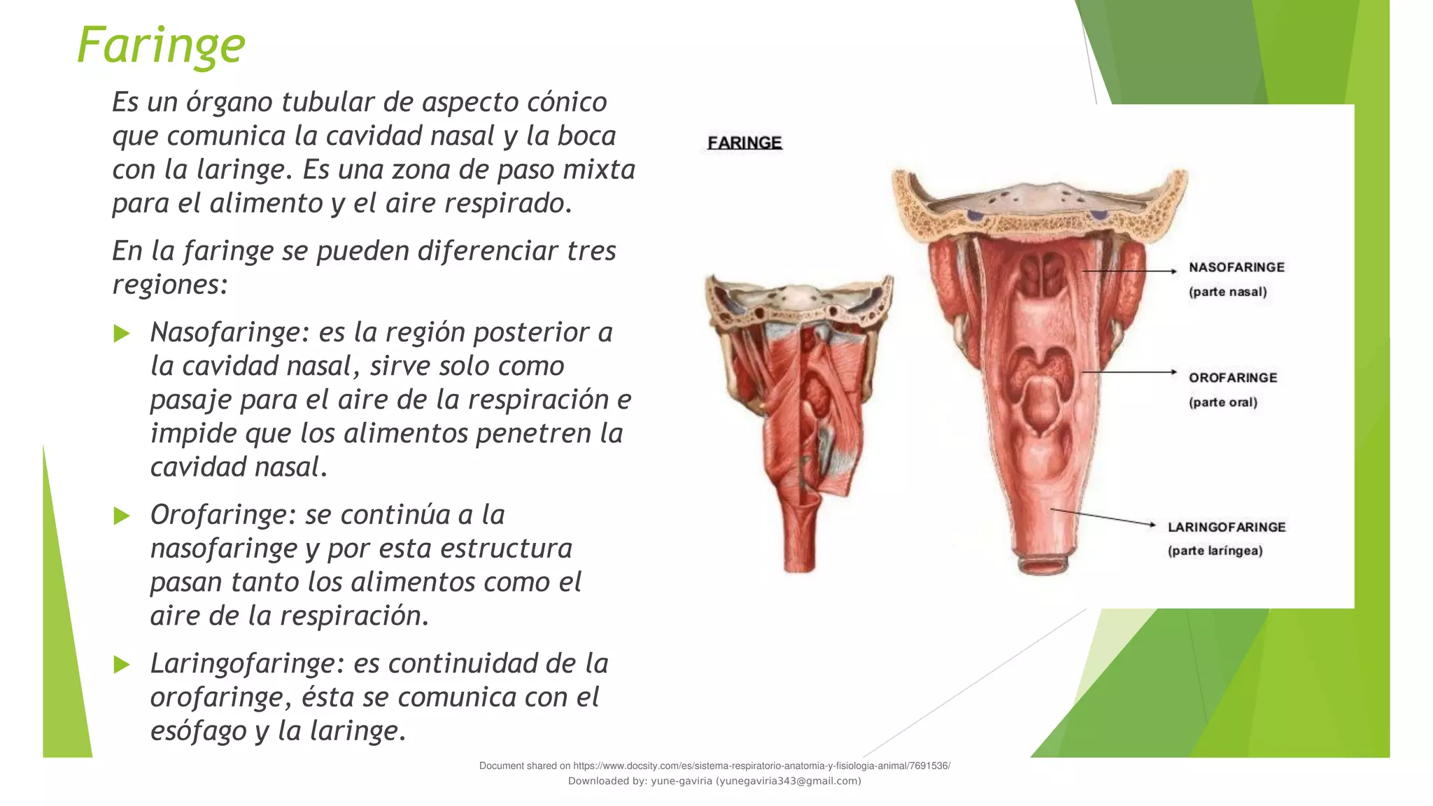 sistema-respiratorio-anatomia-y-fisiologia-animal.pdf