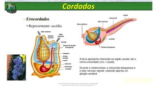 slide-sobre-os-cordados para aulas de ciências | PDF
