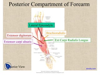 -upper-limb-basic-human-anatomy-lecture-slides.pdf | Death, Injury, or Military Conflict ...