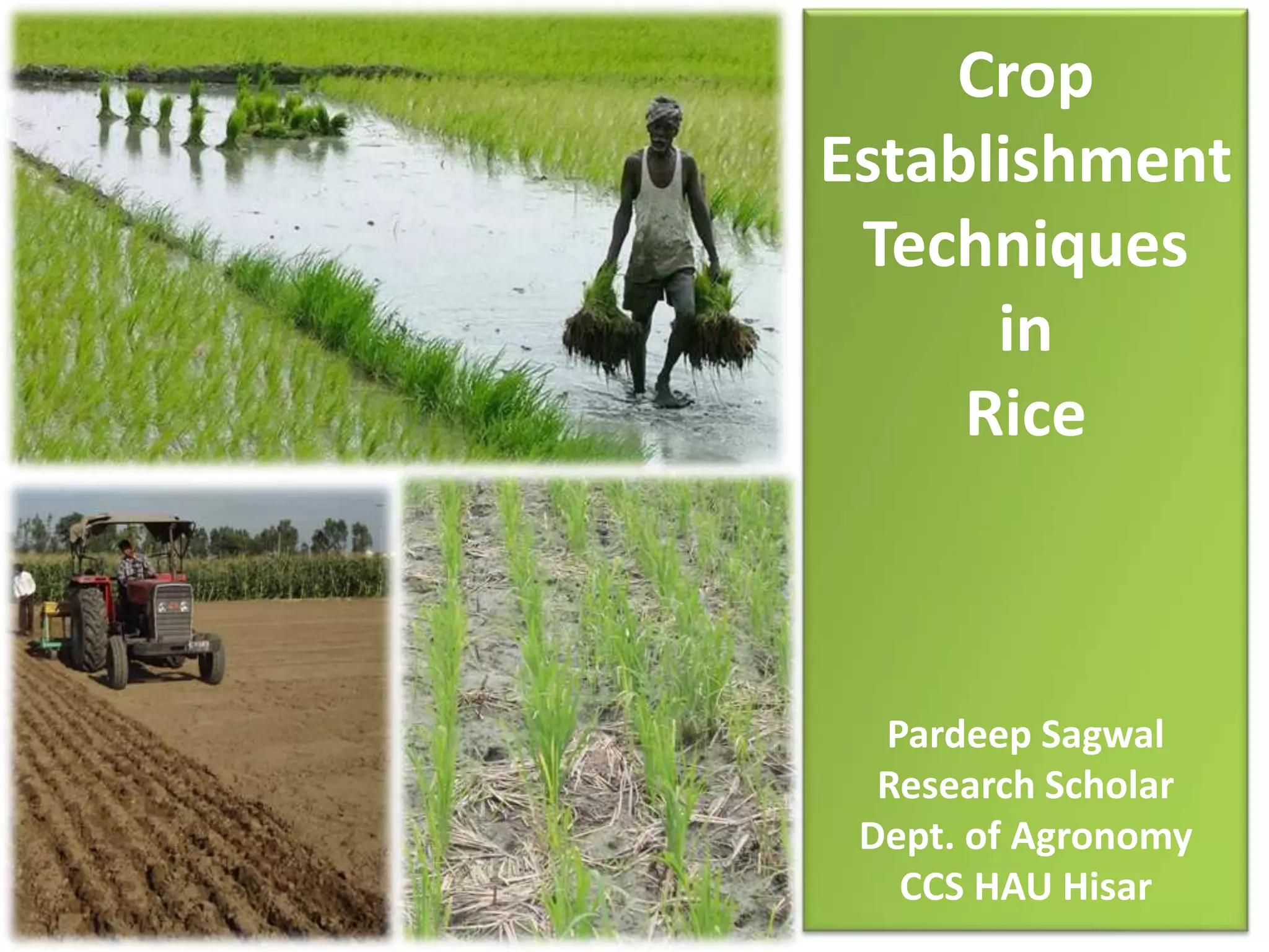 Rice Crop establishment techniques in South Asia by Pardeep Sagwal CCS ...