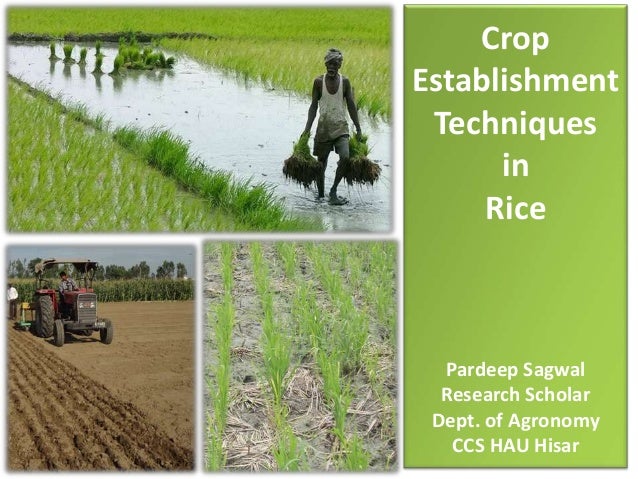 Rice Crop establishment techniques in South Asia by Pardeep Sagwal CC…