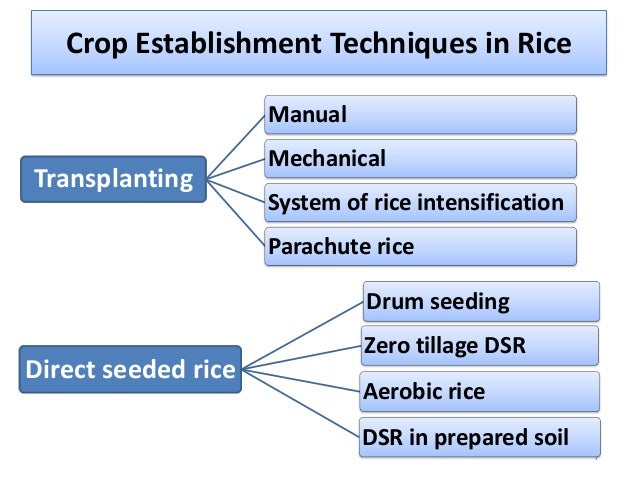 Rice Crop establishment techniques in South Asia by Pardeep Sagwal CC…
