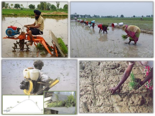 Rice Crop establishment techniques in South Asia by Pardeep Sagwal CC…