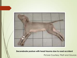 Decerebrate Rigidity Dog