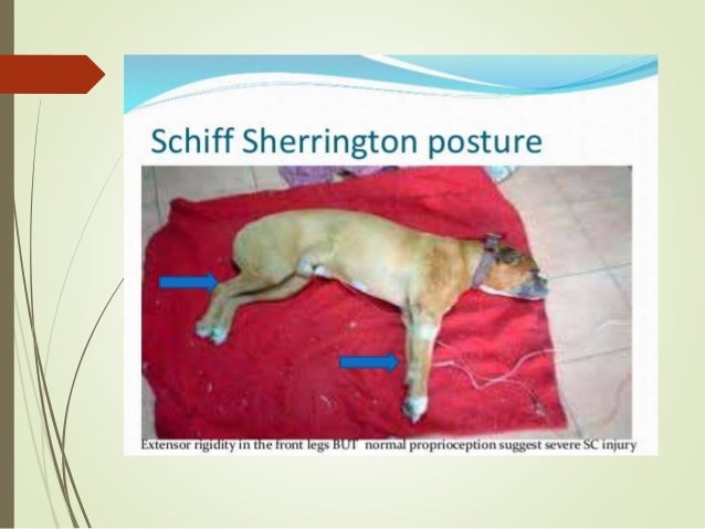 AN APPROACH TO NEUROLOGICAL EMERGENCIES IN DOGS