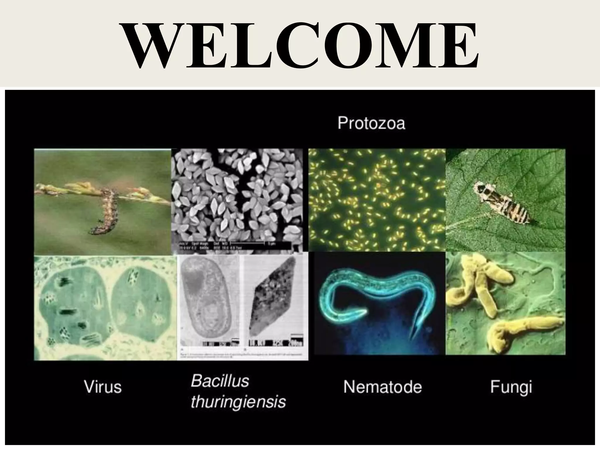entomopathogenic microbes in the management of insect | PPTX