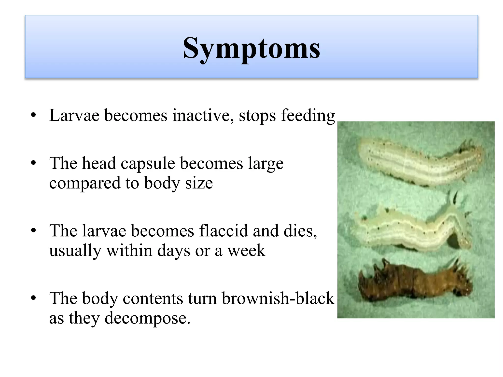 entomopathogenic microbes in the management of insect | PPTX
