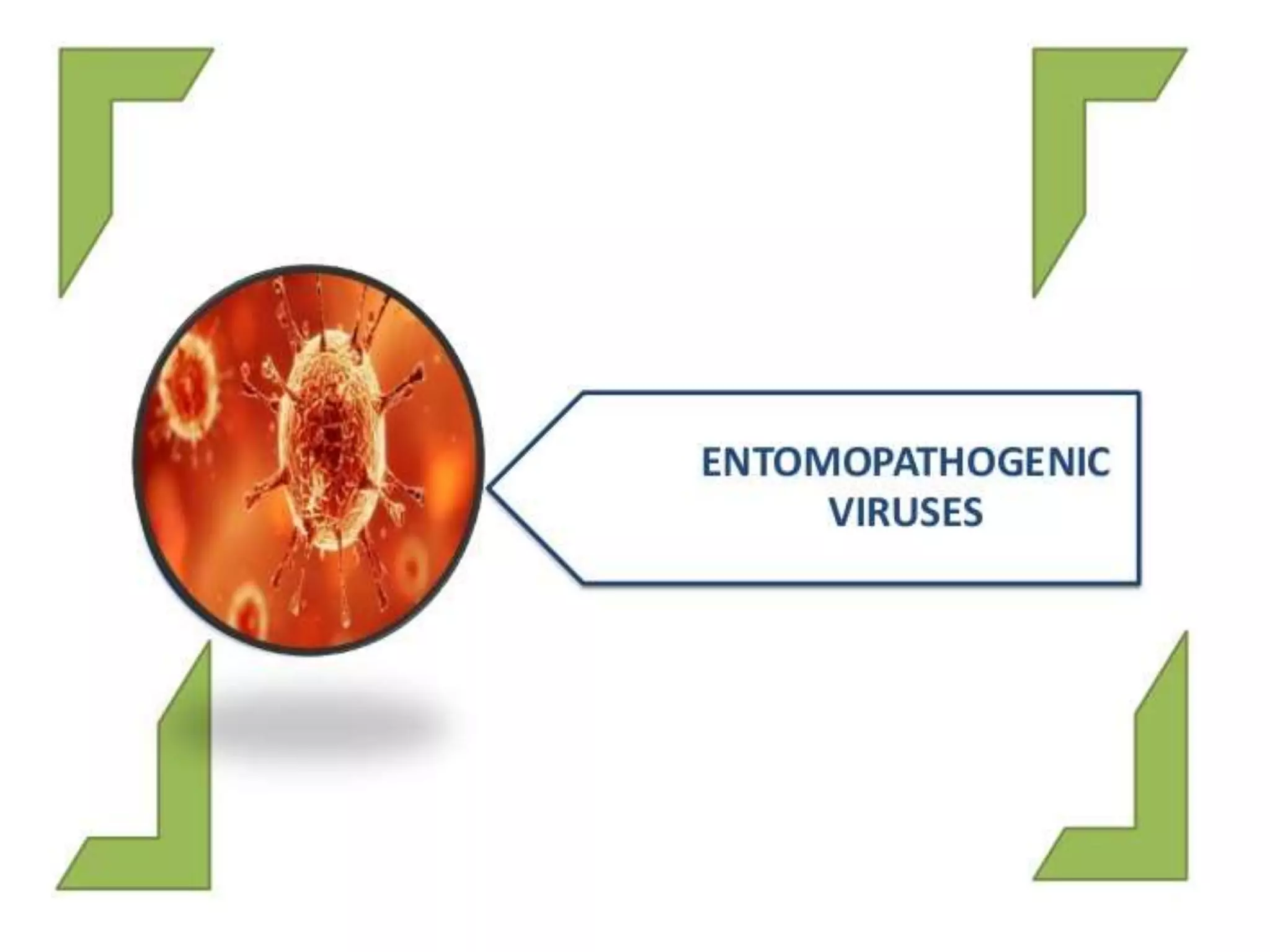 entomopathogenic microbes in the management of insect | PPTX