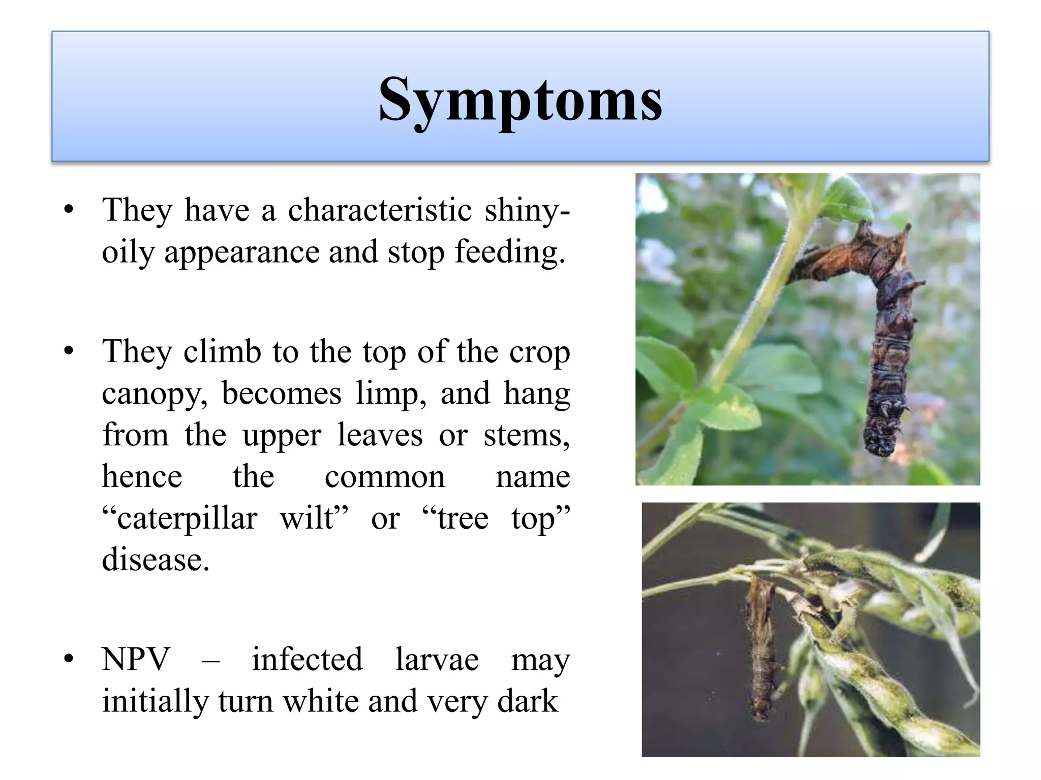 entomopathogenic microbes in the management of insect | PPTX