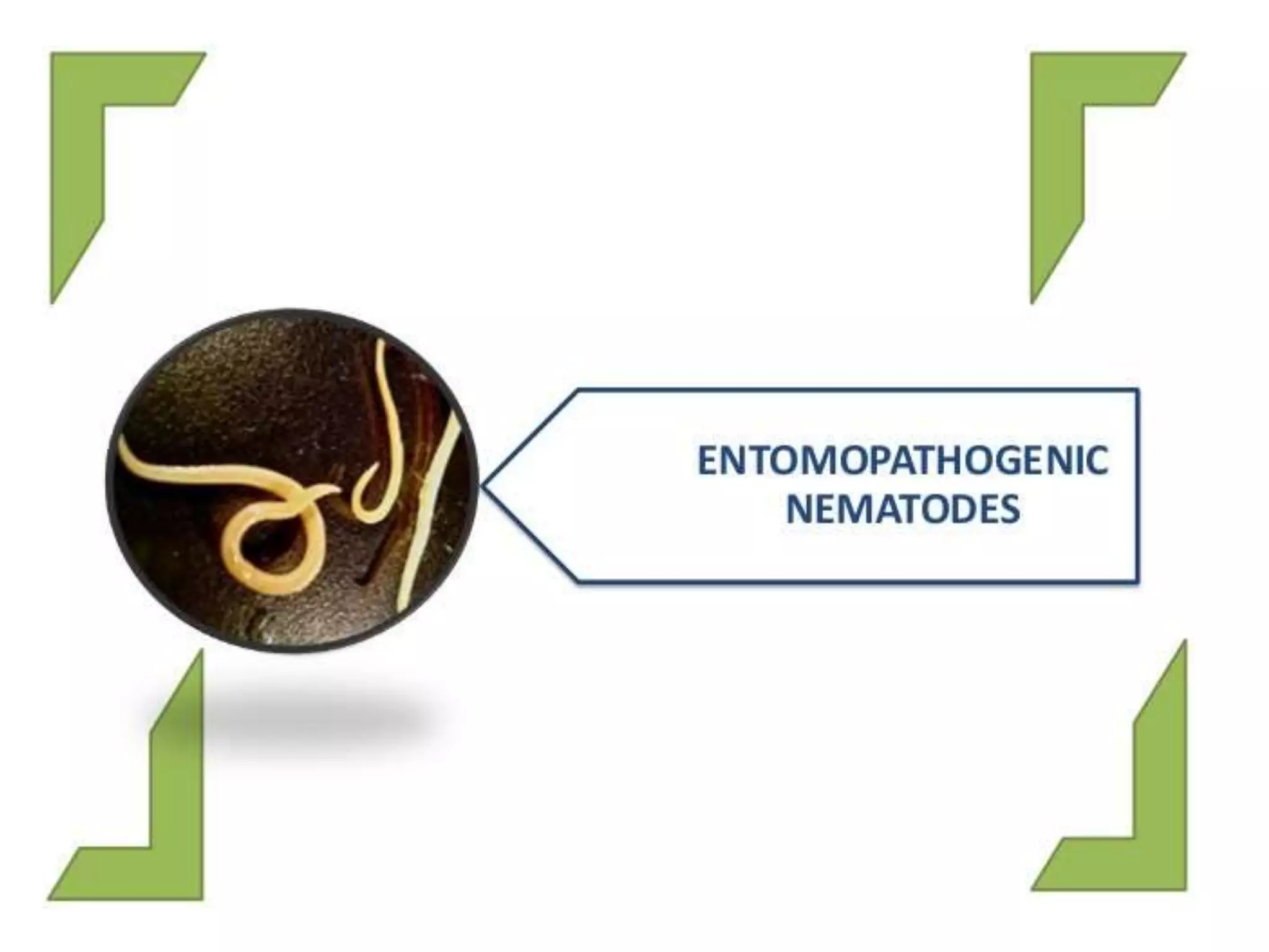 entomopathogenic microbes in the management of insect | PPTX