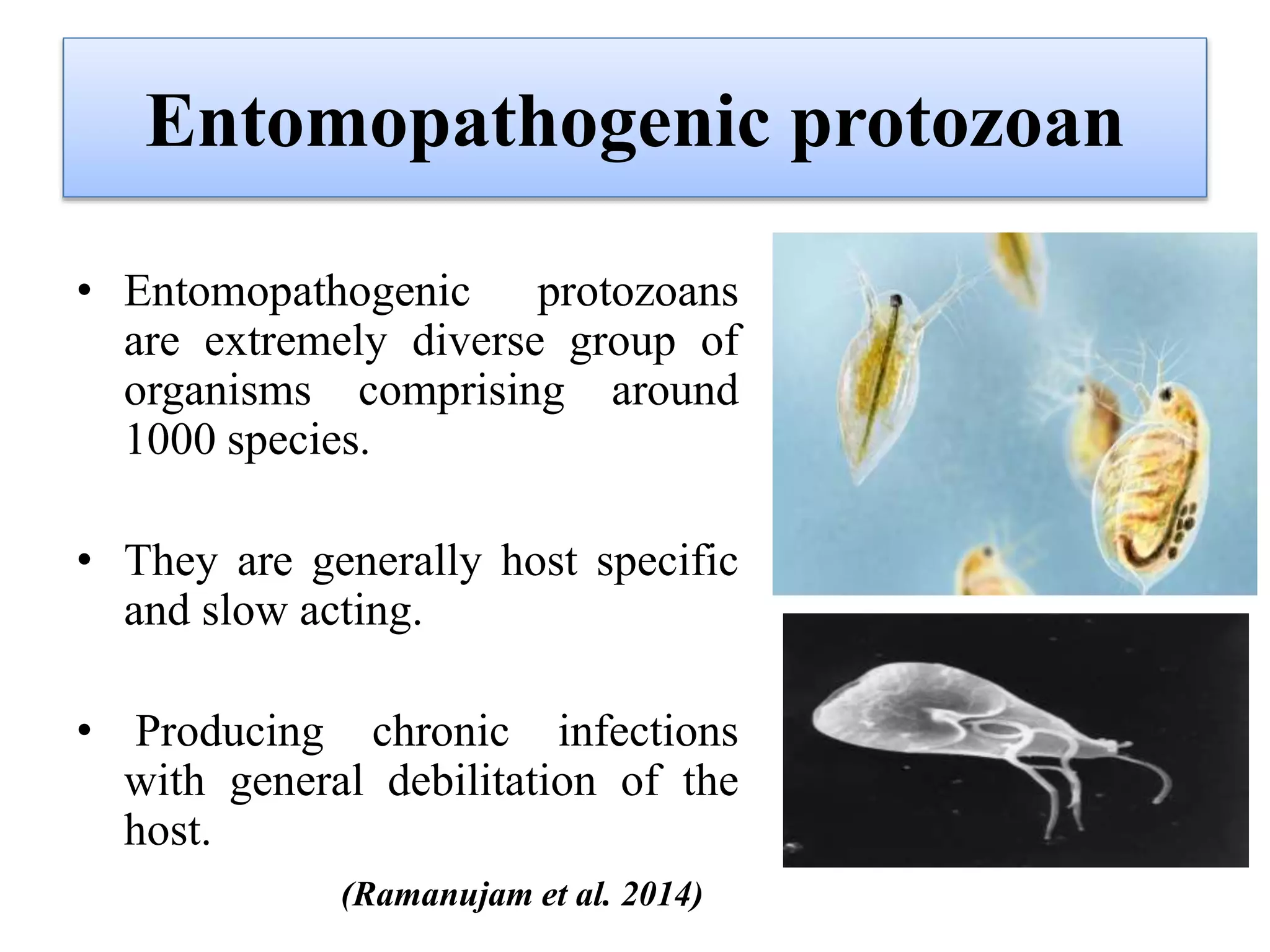 entomopathogenic microbes in the management of insect | PPTX