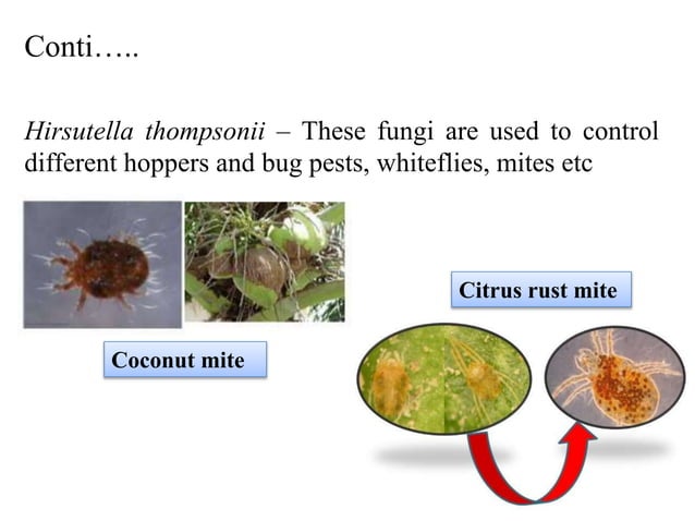 entomopathogenic microbes in the management of insect | PPTX ...