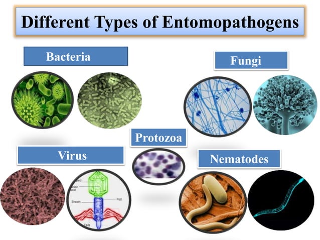 entomopathogenic microbes in the management of insect | PPTX ...