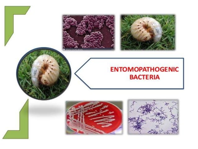 entomopathogenic microbes in the management of insect | PPTX ...