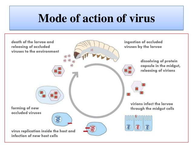 entomopathogenic microbes in the management of insect