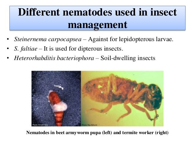 entomopathogenic microbes in the management of insect