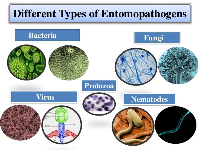 entomopathogenic microbes in the management of insect