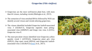 Next generation sequencing for Identification and Characterization of ...