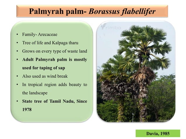 Recent advances in quality and processing of plantation crops in India ...