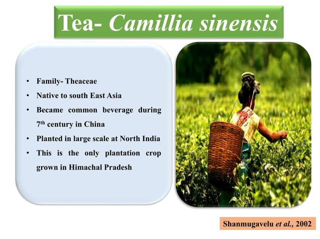 Recent advances in quality and processing of plantation crops in India ...