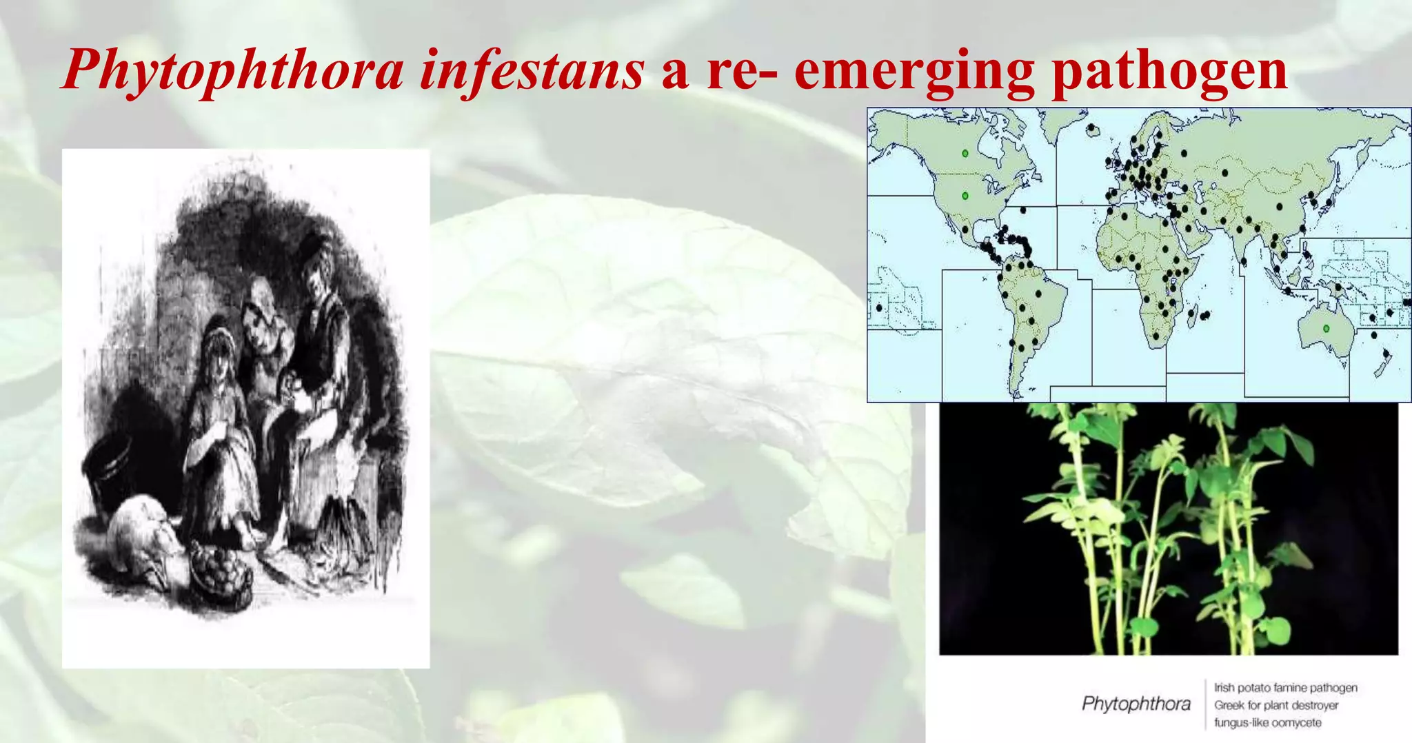 Phytophthora infestans a re-emerging pathogen | PPT