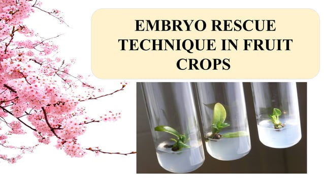 'Embryo rescue technique in fruit crops' | PPT