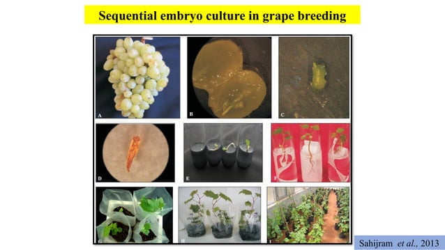 'Embryo rescue technique in fruit crops' | PPT