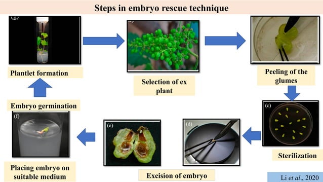 'Embryo rescue technique in fruit crops' | PPT