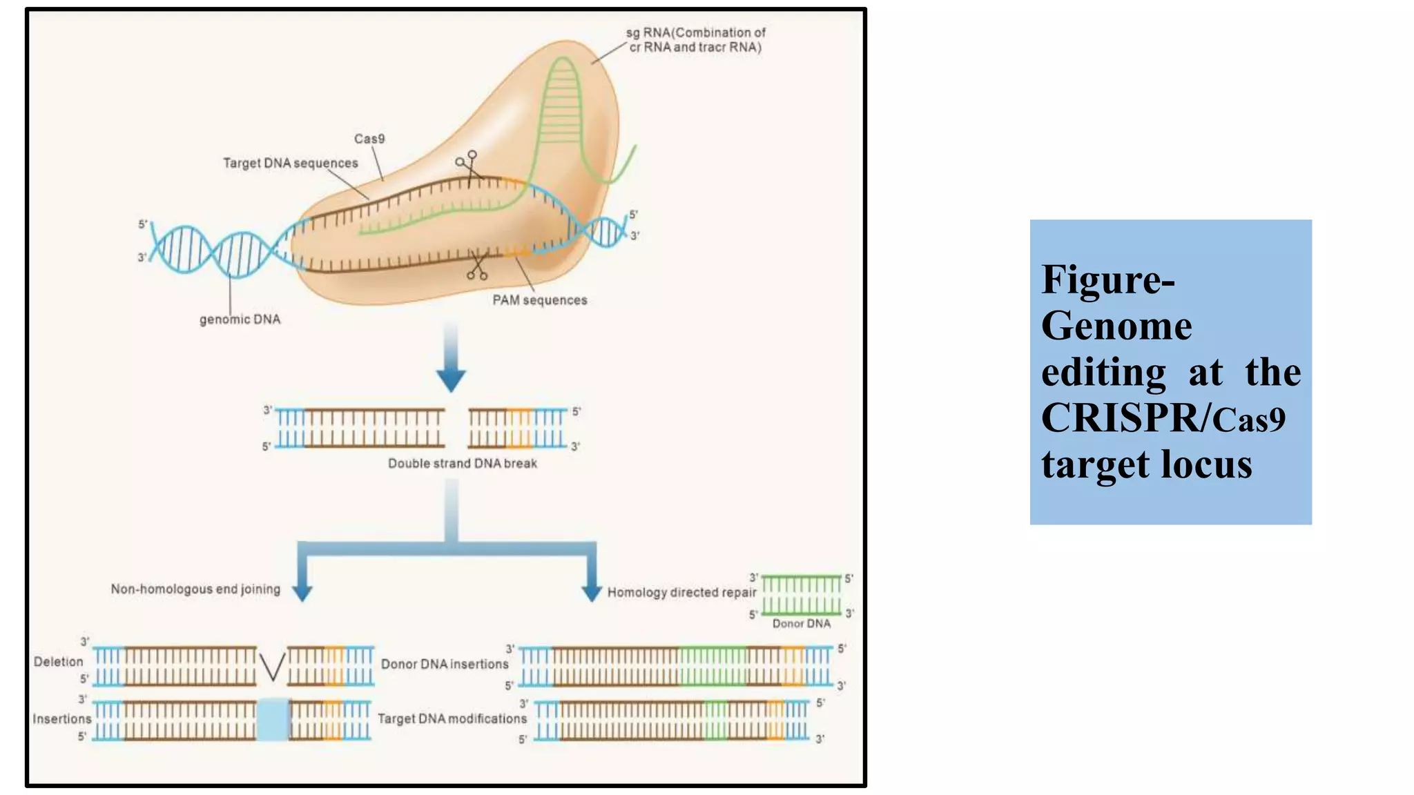 CRISPR-Cas9 : A novel tool for genome editing for crop improvement | PPTX