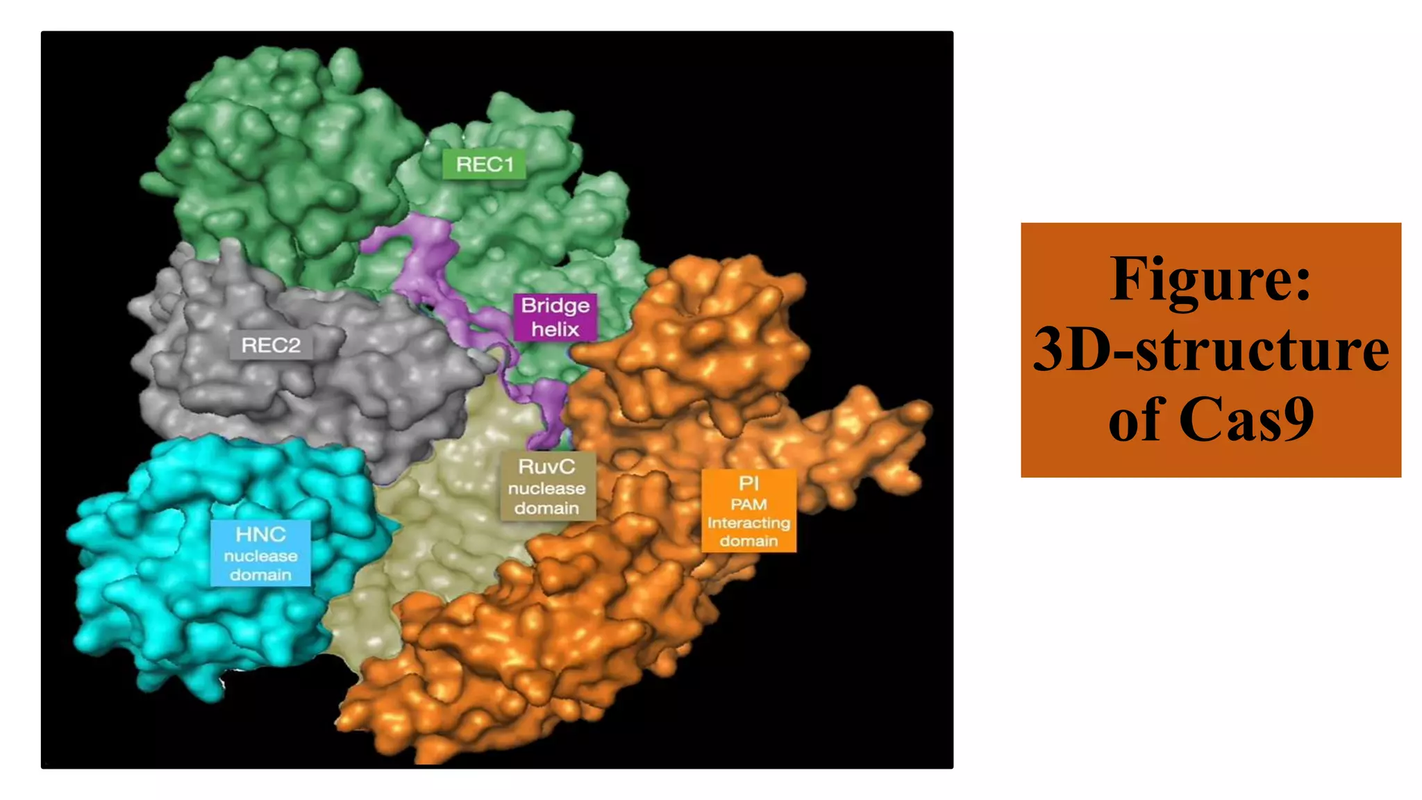 CRISPR-Cas9 : A novel tool for genome editing for crop improvement | PPTX