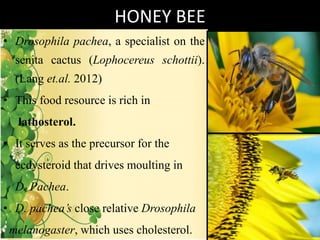 NEW ASPECTS OF STEROLS IN PLANT INSECT INTERACTION | PPTX