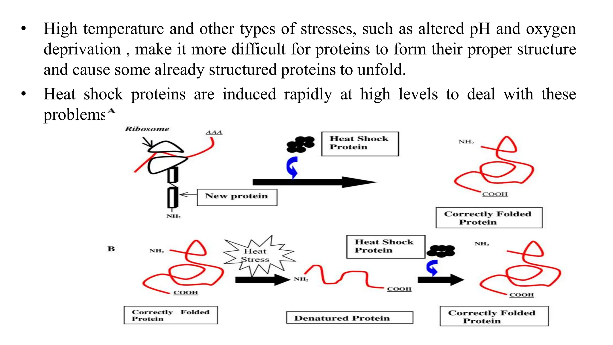 Use of PGR’s in stress management, mode of action & practical use, HSP ...