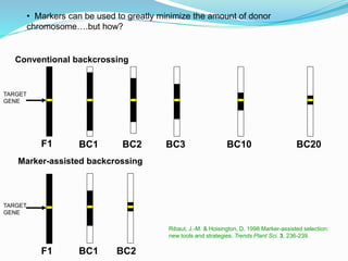 Marker-Assisted Backcrossing in breeding | PPTX