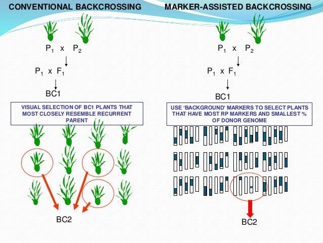 Marker-Assisted Backcrossing in breeding