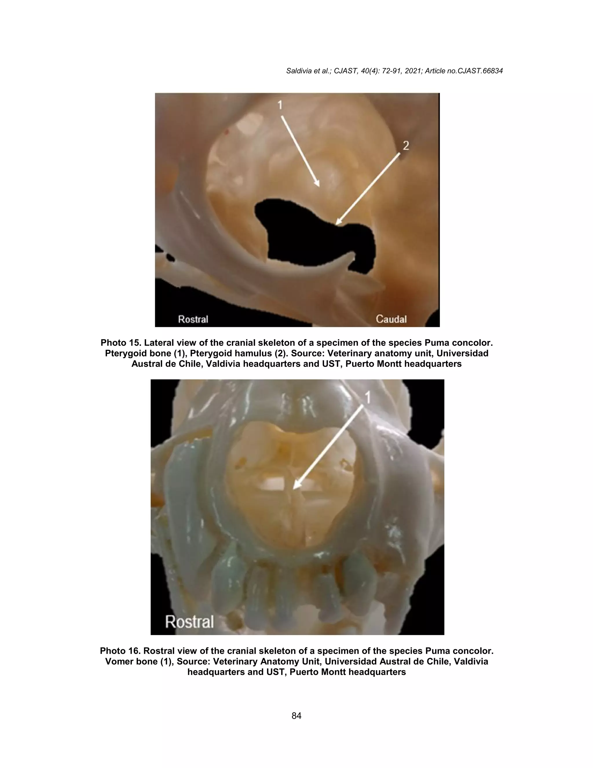 Descripción anatómica del cráneo del puma concolor | PDF