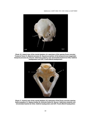 Descripción anatómica del cráneo del puma concolor | PDF