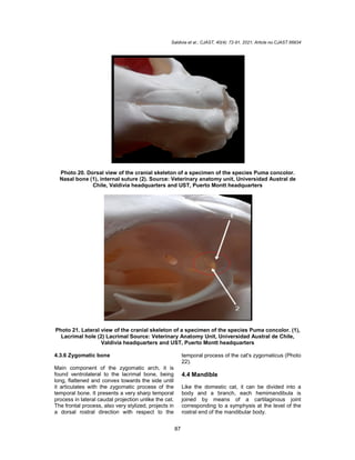 Descripción anatómica del cráneo del puma concolor | PDF