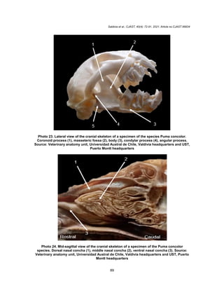 Descripción anatómica del cráneo del puma concolor | PDF