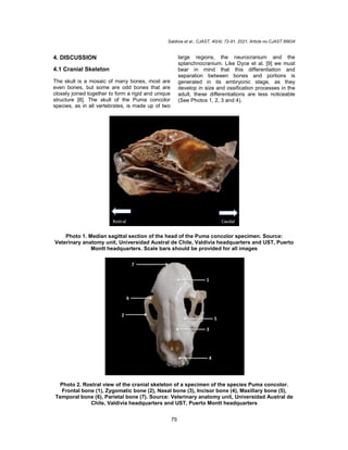 Descripción anatómica del cráneo del puma concolor | PDF