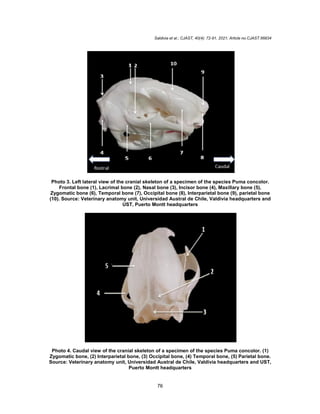 Descripción anatómica del cráneo del puma concolor | PDF