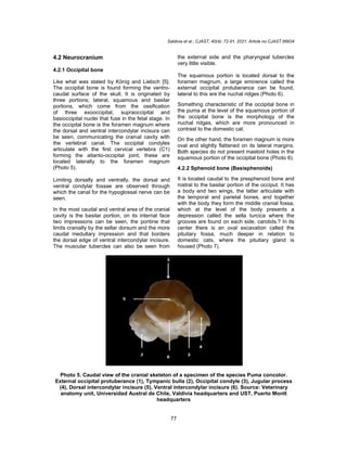 Descripción anatómica del cráneo del puma concolor | PDF