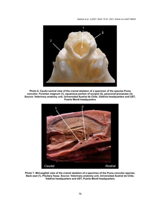 Descripción anatómica del cráneo del puma concolor | PDF