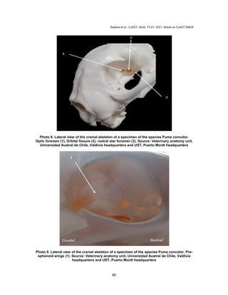 Descripción anatómica del cráneo del puma concolor | PDF