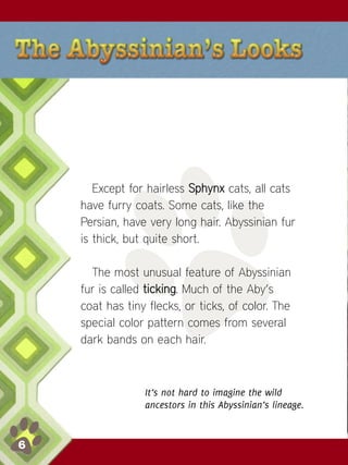 Abyssinian Cats | PDF