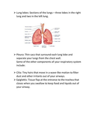Report about Respiratory system | PDF