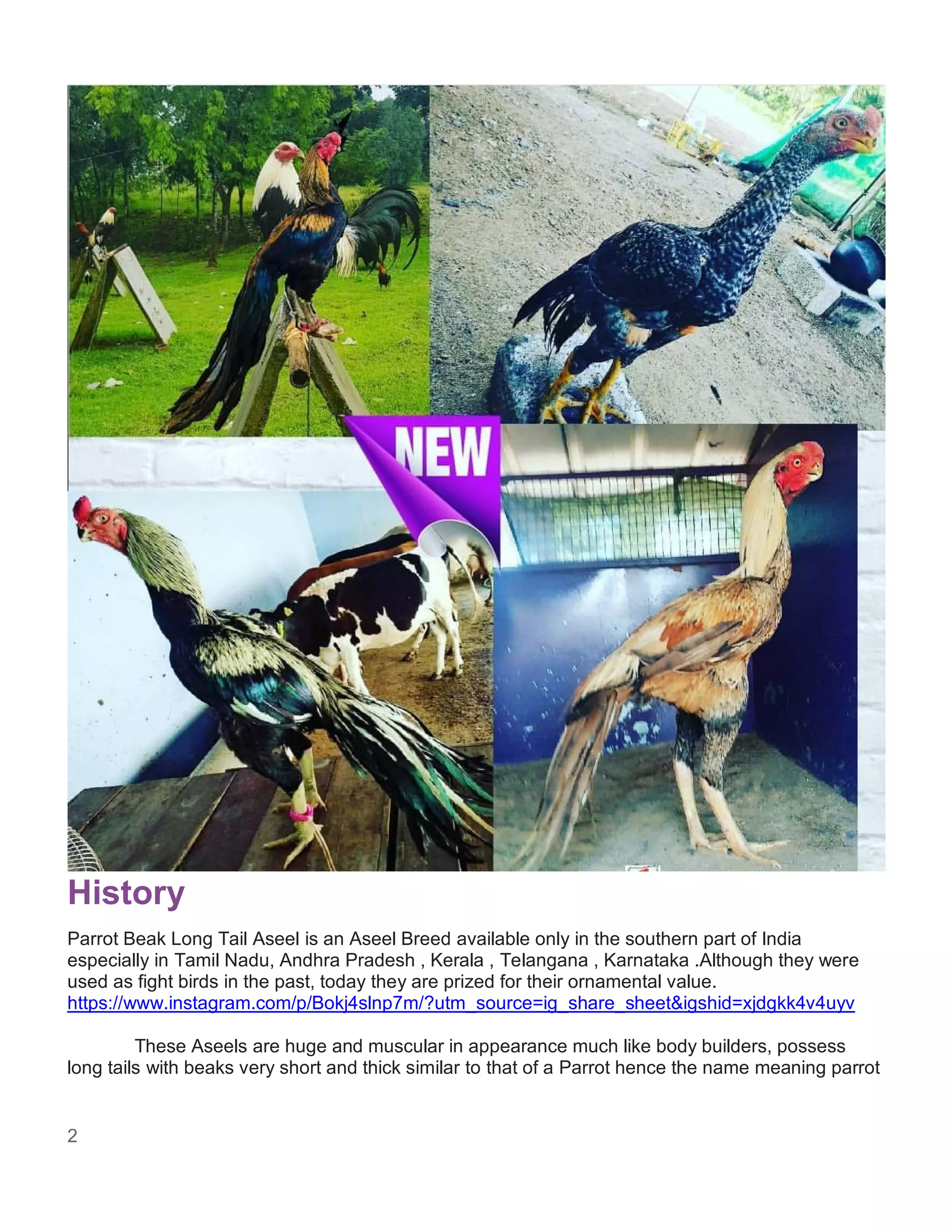 Parrot beak long tail aseel , indian aseel , pet chickens | PDF